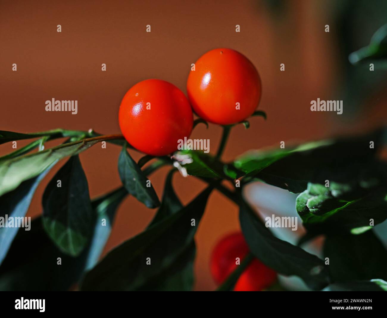 Solanum pseudocapsicum Jerusalem Cherry red orange nightshade berries ...