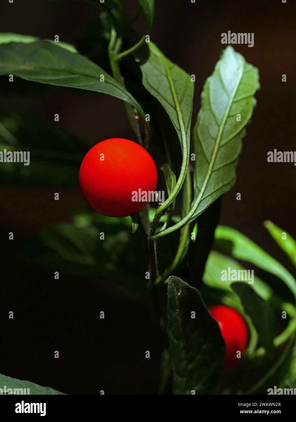 Jerusalem cherry (solanum pseudo capsicum Stock Photo - Alamy
