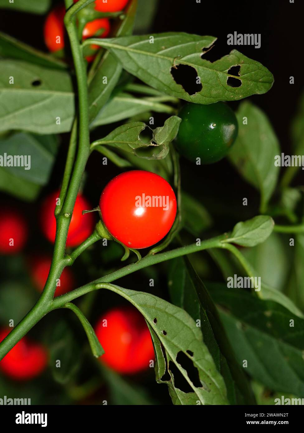 Jerusalem cherry (solanum pseudo capsicum Stock Photo - Alamy