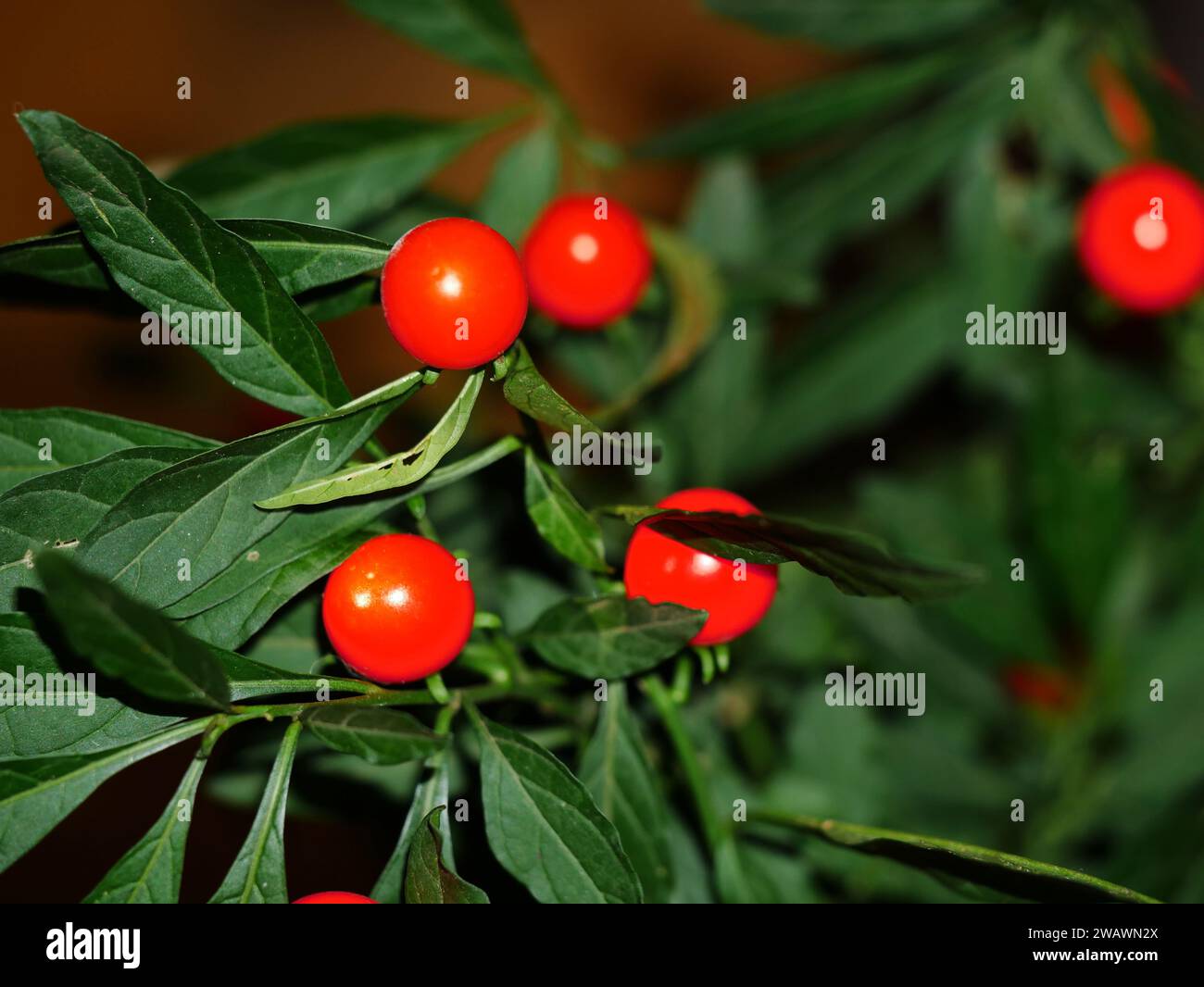 Jerusalem cherry berry hi-res stock photography and images - Alamy