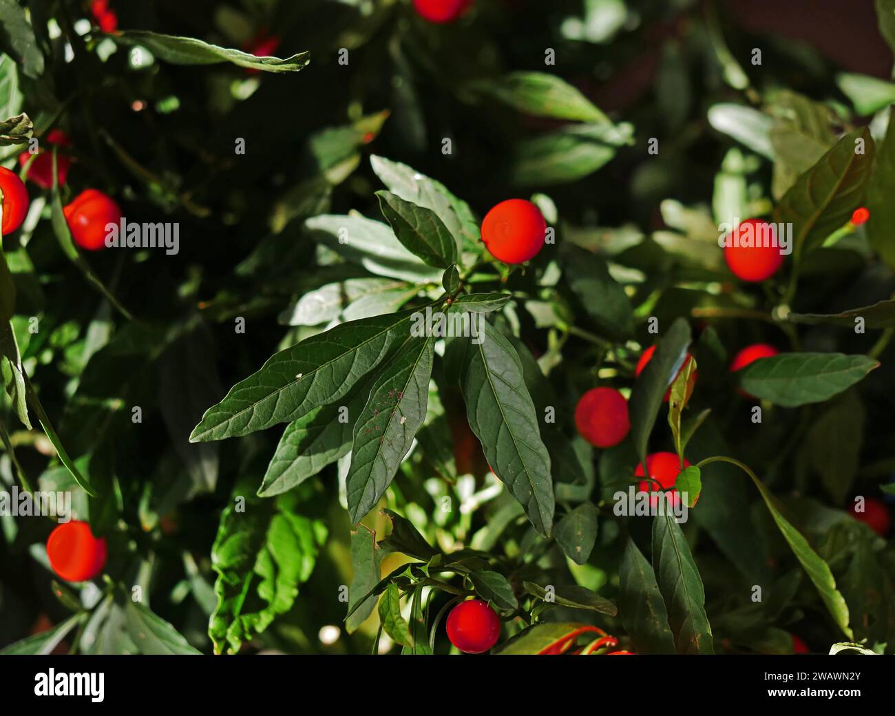 Jerusalem cherry (solanum pseudo capsicum Stock Photo - Alamy