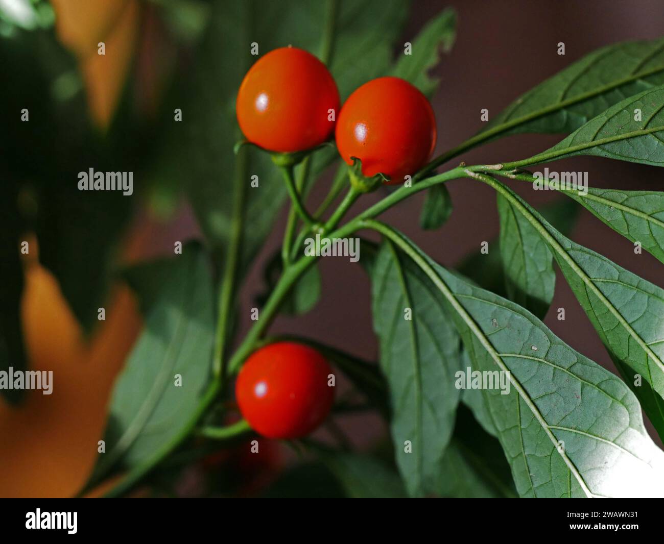 Jerusalem cherry (solanum pseudo capsicum Stock Photo - Alamy