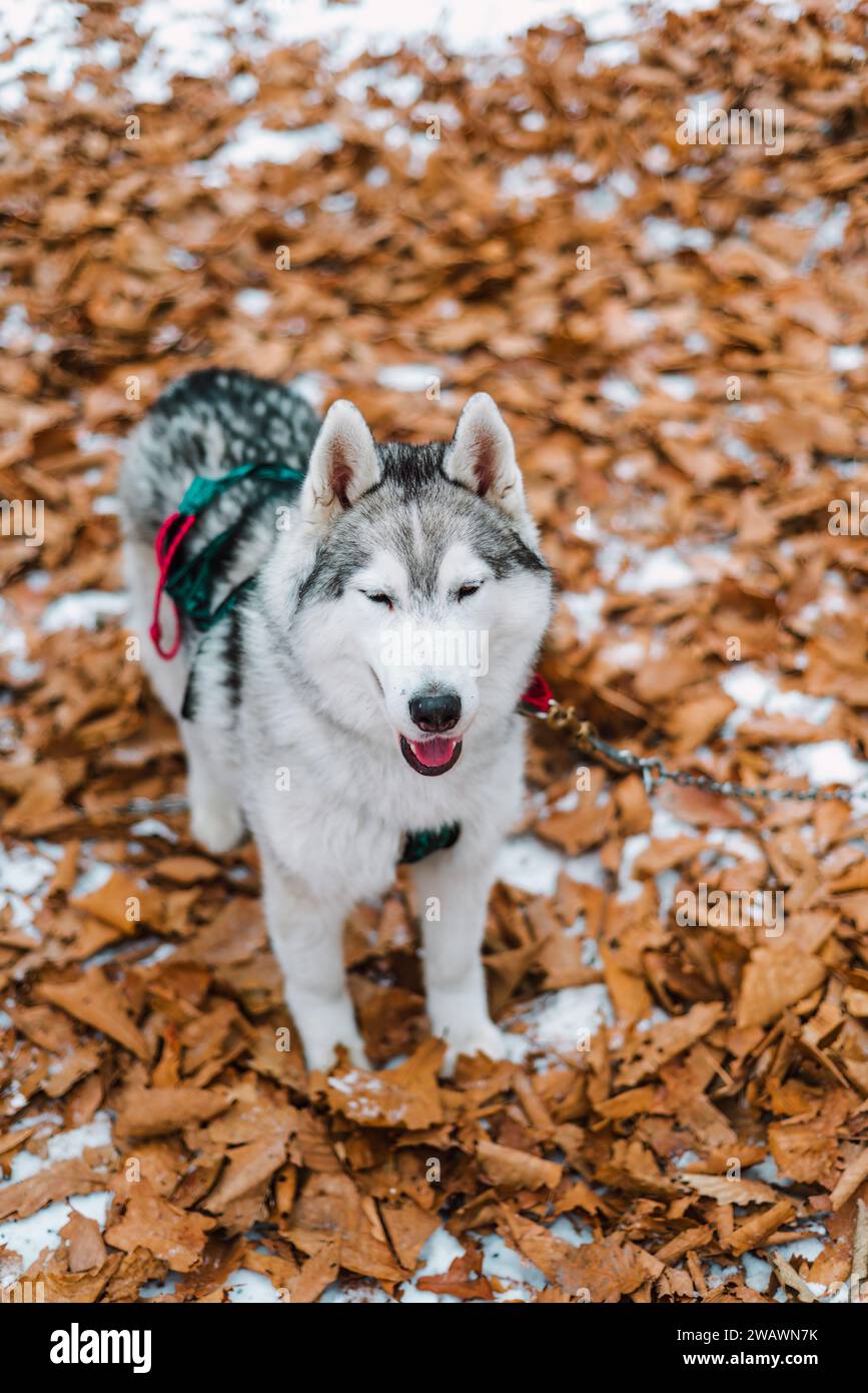 Portrait of young siberian husky looking away Stock Photo - Alamy