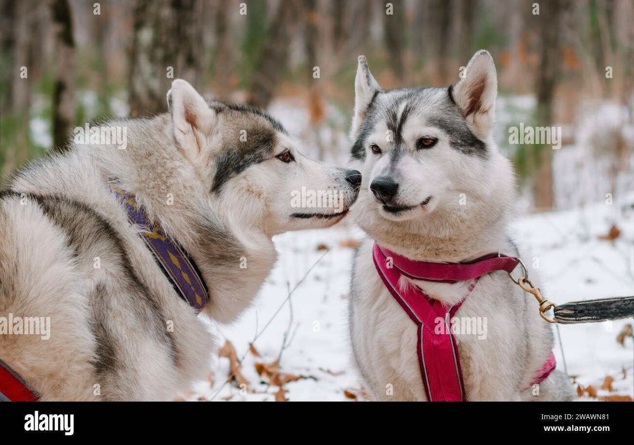 Angry husky dog in hi-res stock photography and images - Alamy