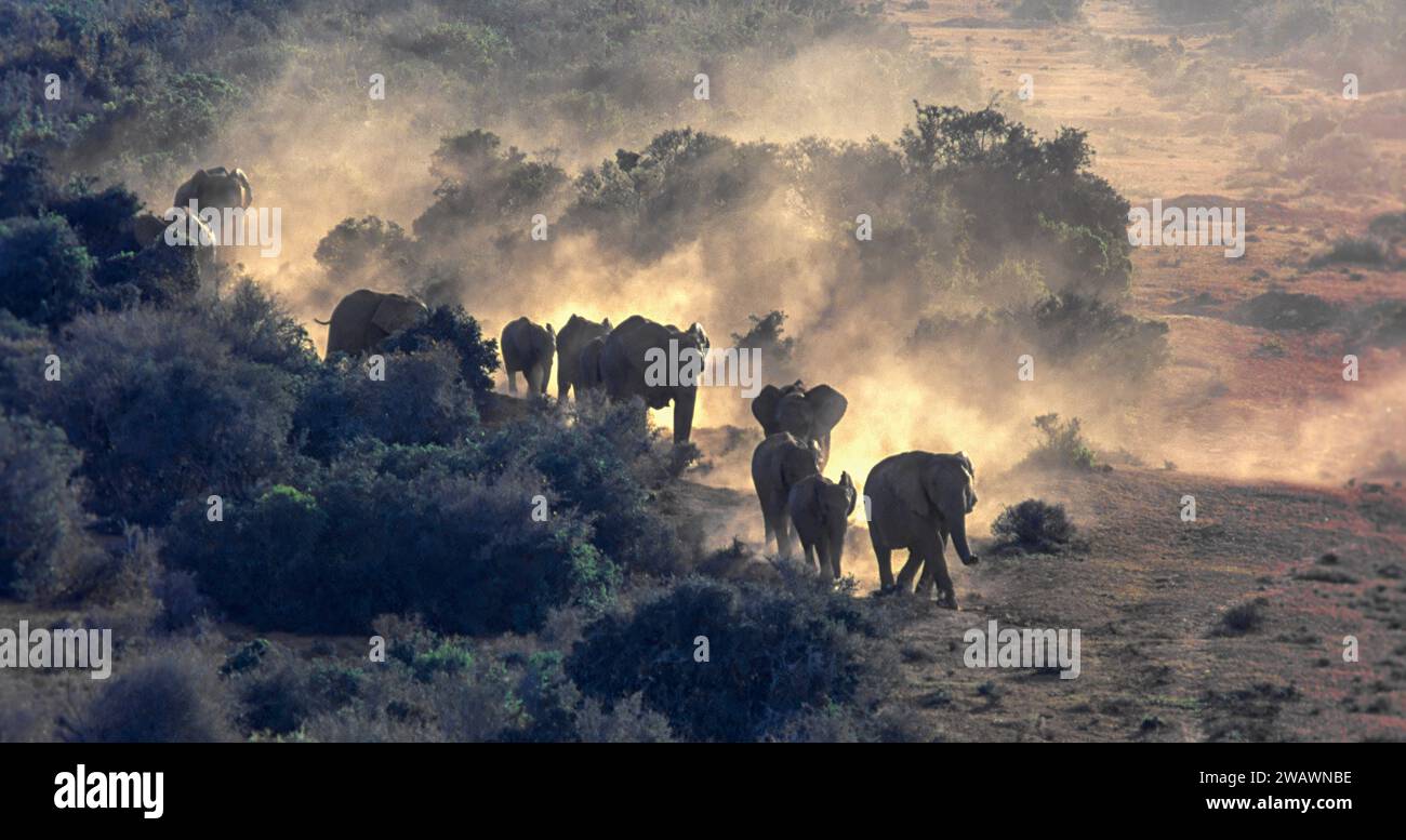 Elephant approaching group hi-res stock photography and images - Alamy