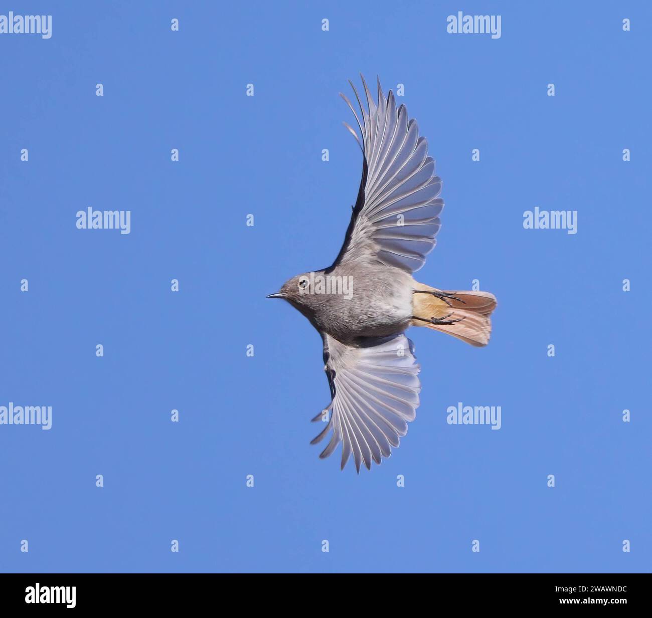 Black Redstart in flight, showcasing its spread wings against the ...