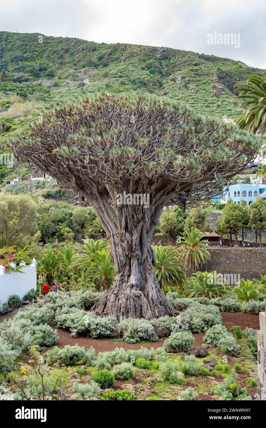 El Drago or Drago Milenario, Drago de Icod de los Vinos (Dracaena draco ...