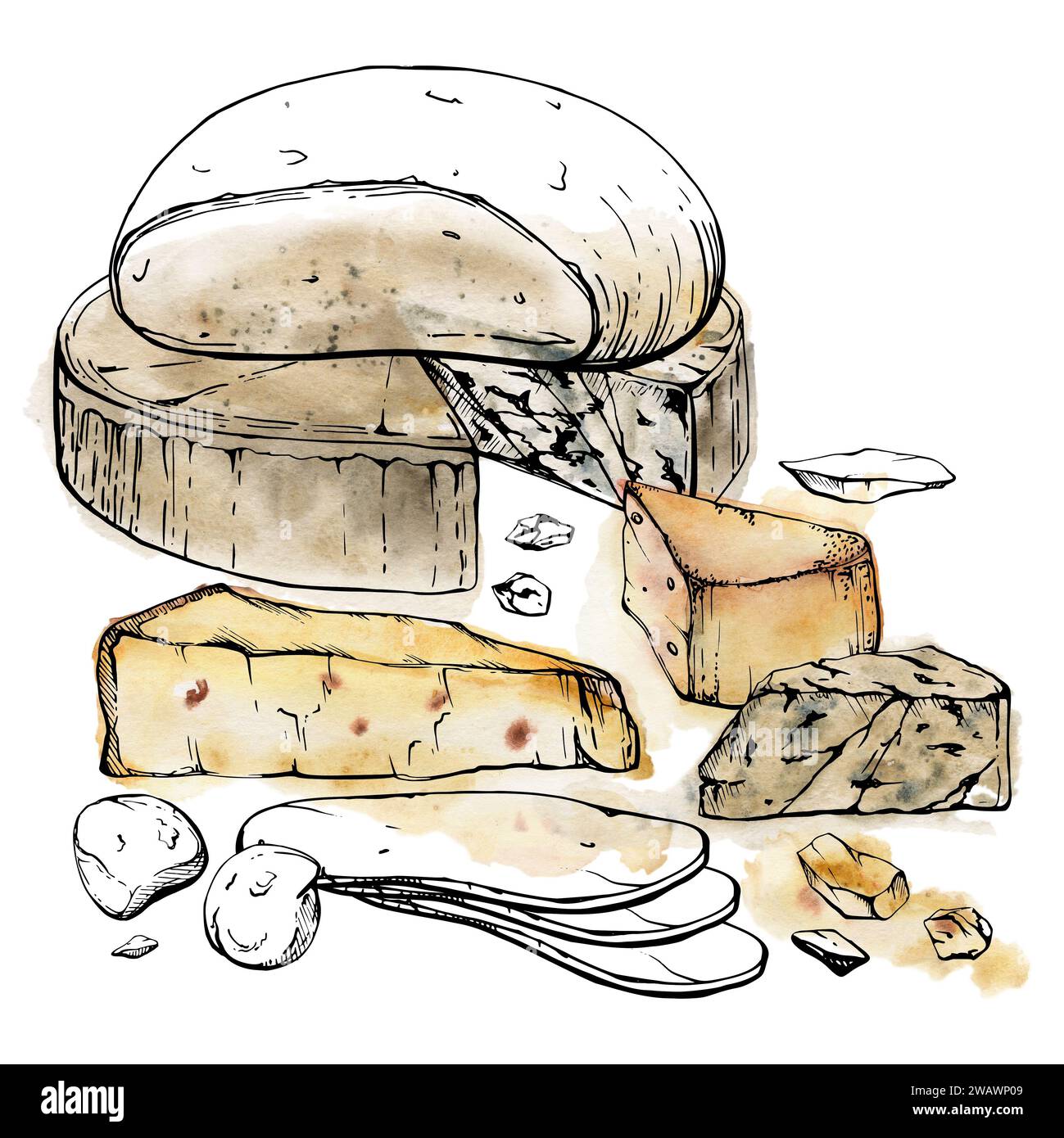 Hand drawn watercolor ink illustration. Assortment of cheese mozzarella ...