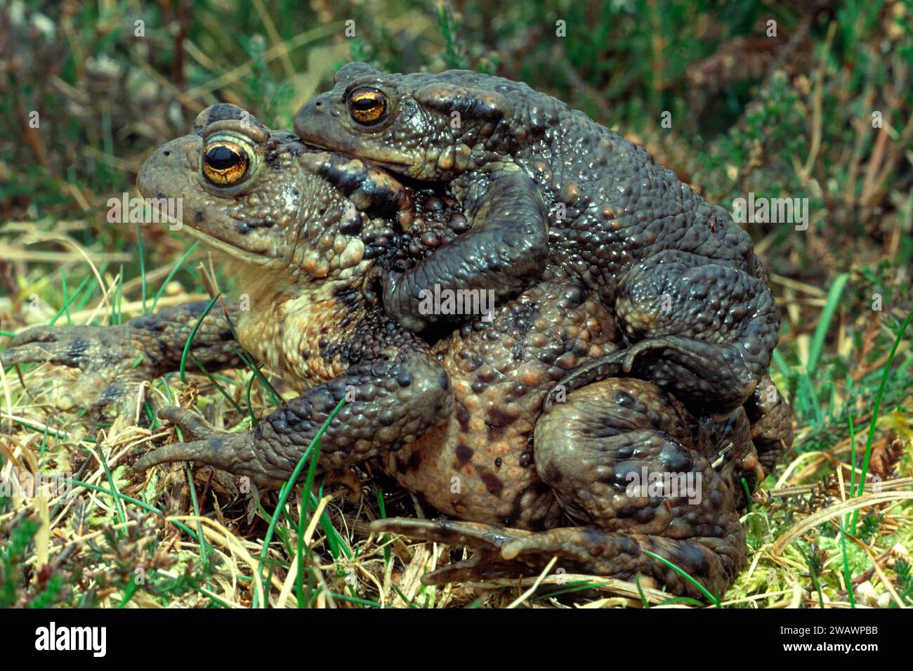 Common toads bufo bufo in mating season hi-res stock photography and images - Alamy