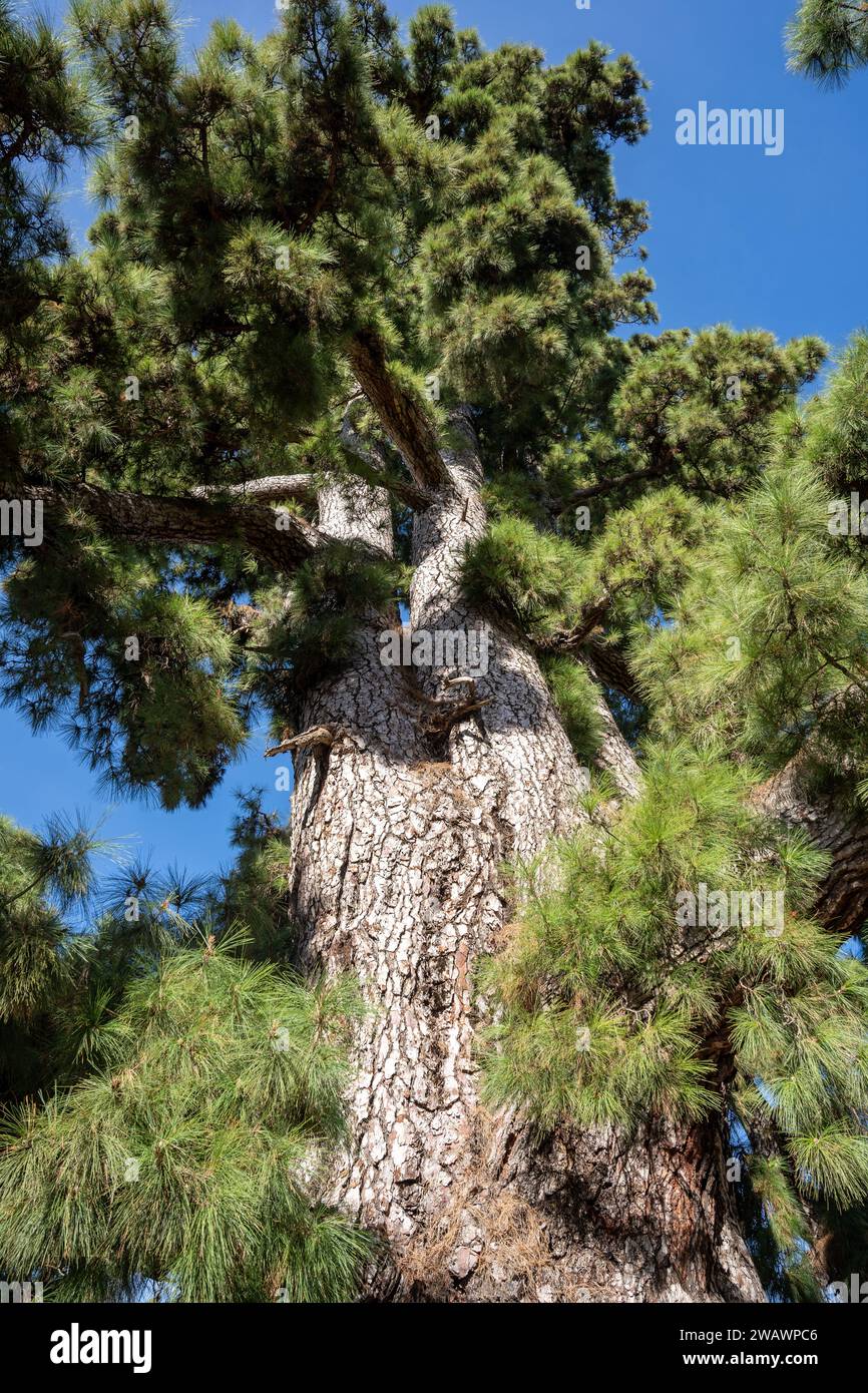 El Pino Gordo, biggest Canary Island pine (Pinus canariensis) tree in ...