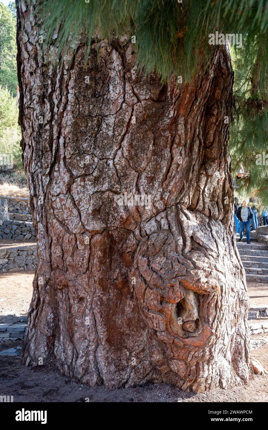 Pino Gordo, biggest Canary Island pine (Pinus canariensis) tree in the ...