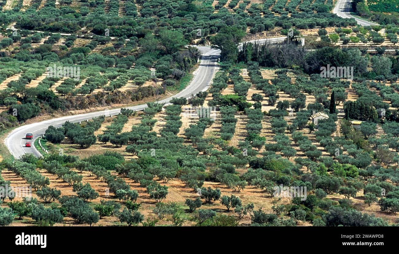 Olive Trees in rural Provence France Stock Photo - Alamy