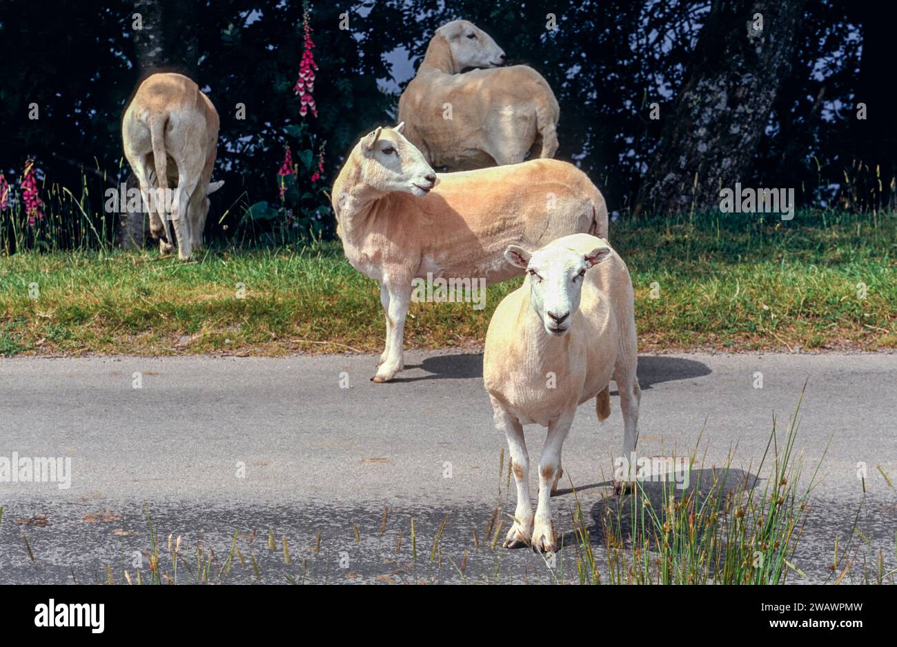 Sheep on countryside road hi-res stock photography and images - Alamy