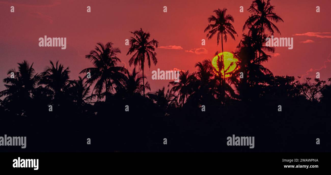 Palm trees sunset tropical hi-res stock photography and images - Alamy