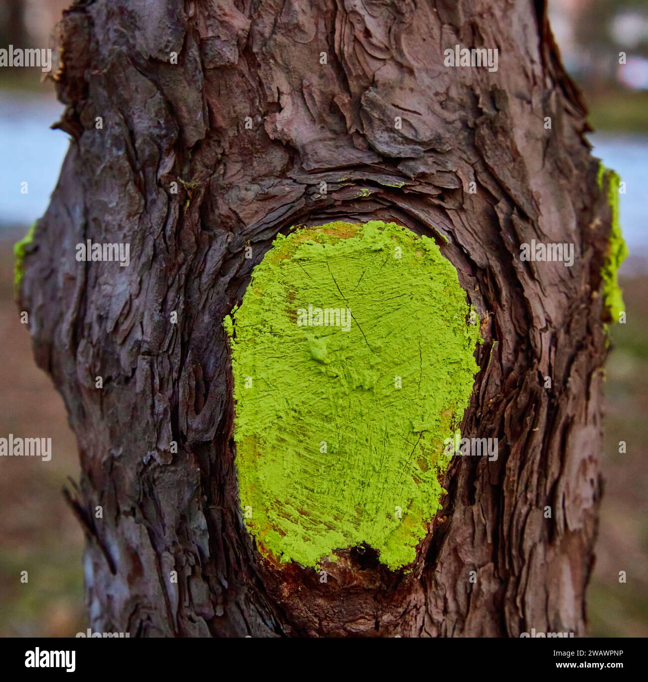 A close-up of broken green cross section of tree branch Stock Photo - Alamy