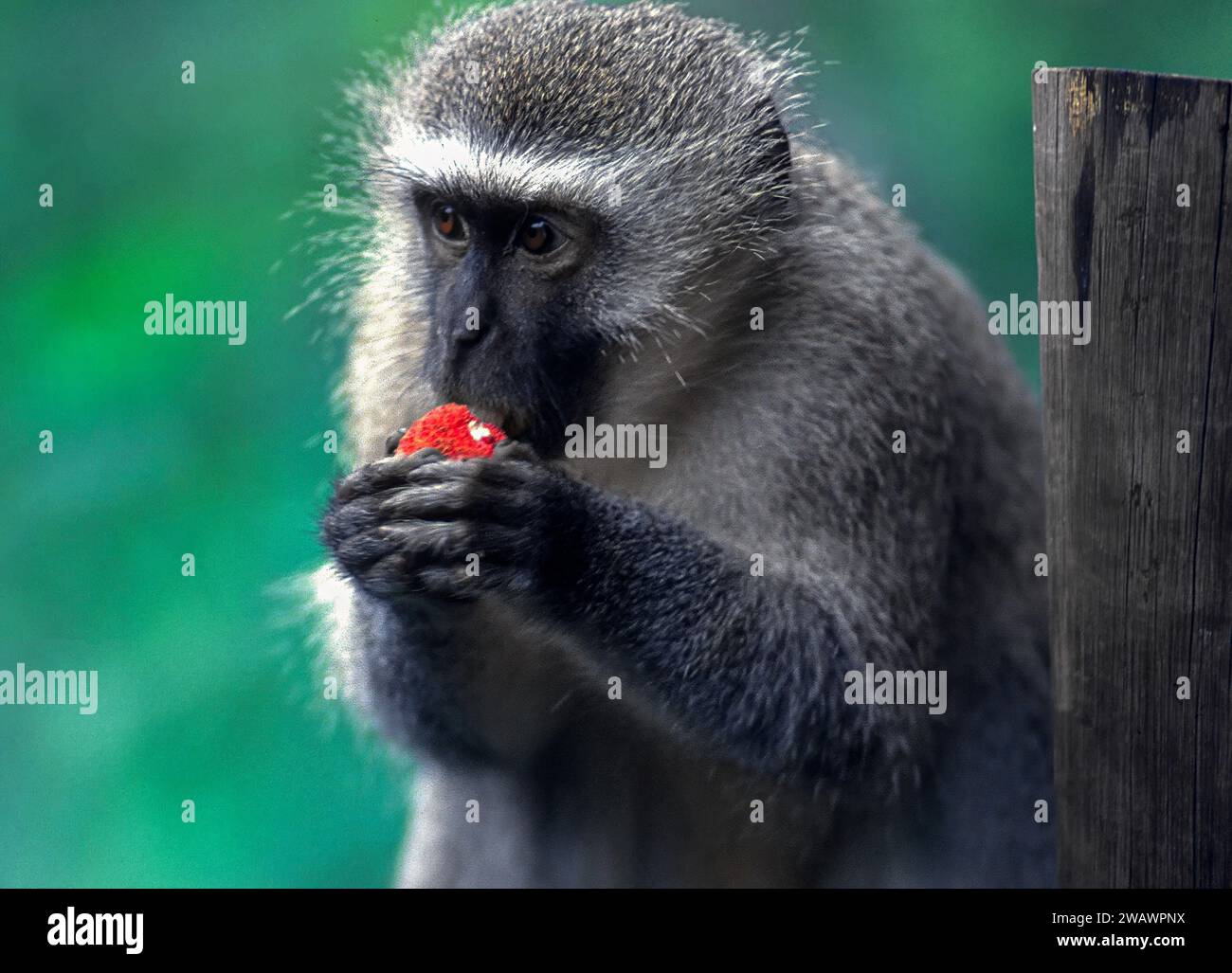 Monkeys red fur eat sitting hi-res stock photography and images - Alamy