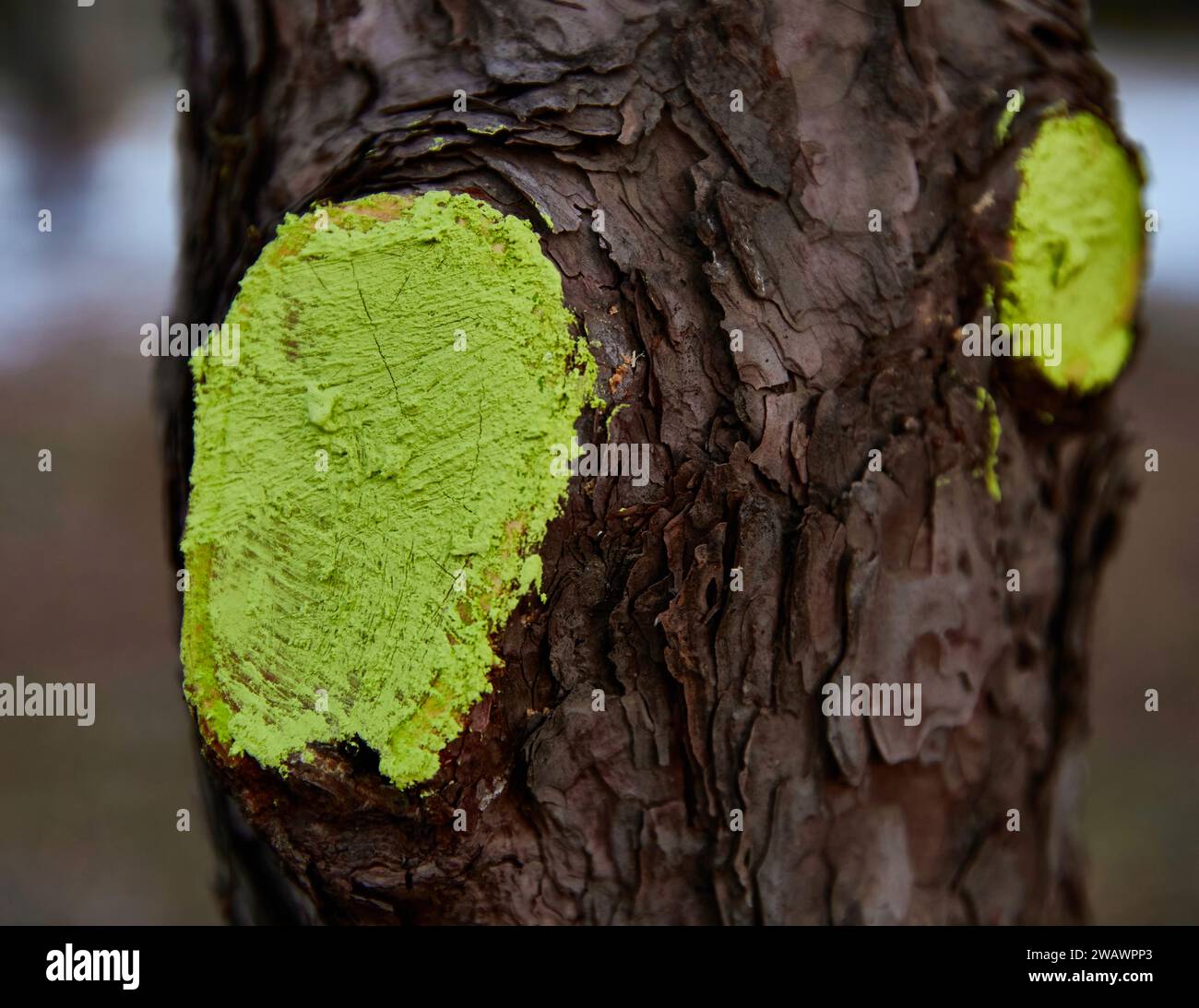A close-up of broken green cross section of tree branch Stock Photo - Alamy