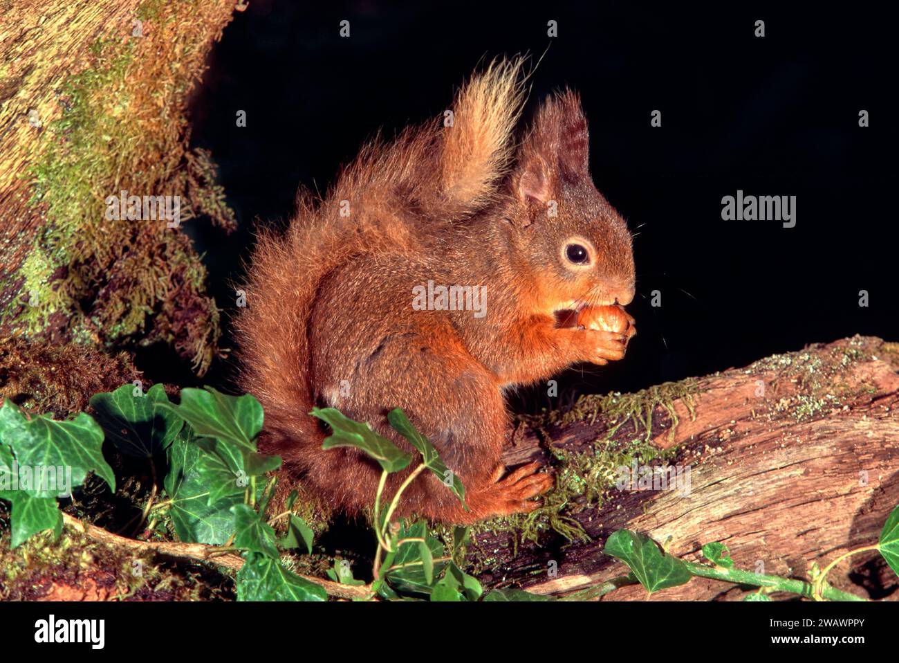 Wild Red Squirrel Sciurus vulgaris on a tree trunk eating a hazel nut ...