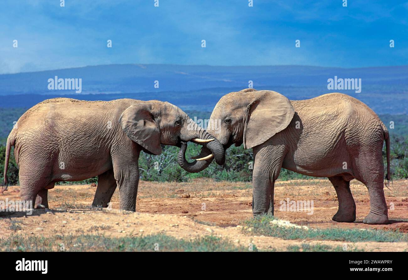 Elephants intertwining trunks hi-res stock photography and images - Alamy