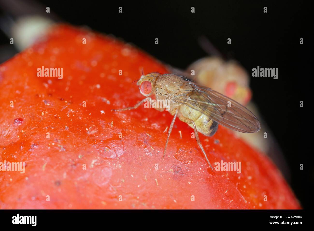 Cherry drosophila called also spotted-wing drosophila (Drosophila ...