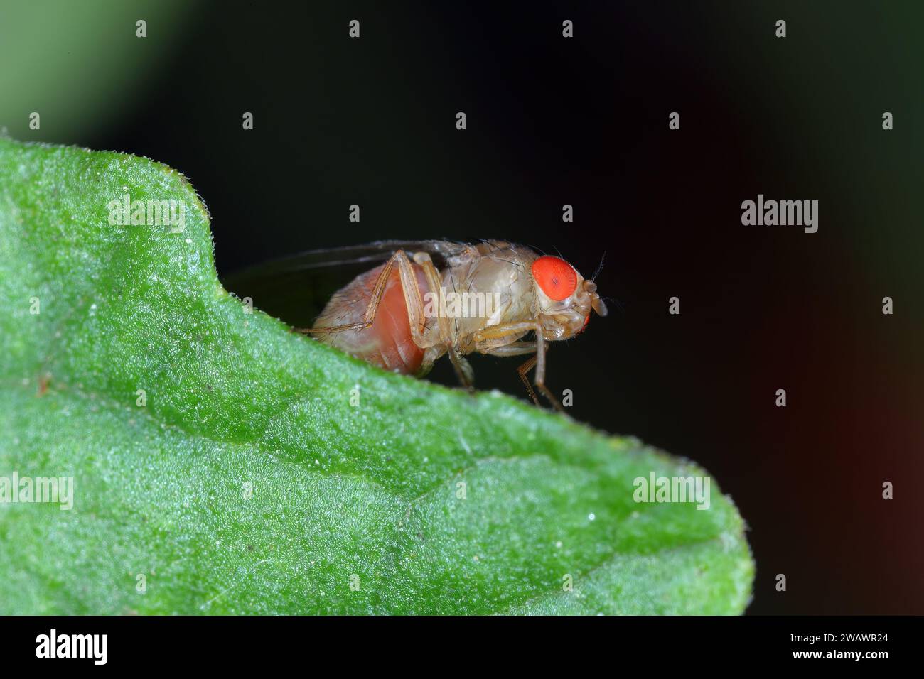 Cherry drosophila hi-res stock photography and images - Alamy