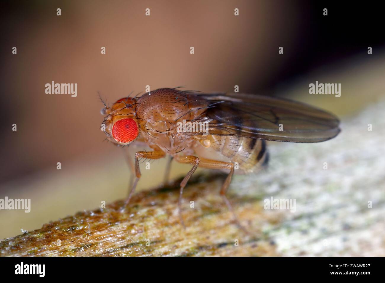 Cherry drosophila called also spotted-wing drosophila (Drosophila ...