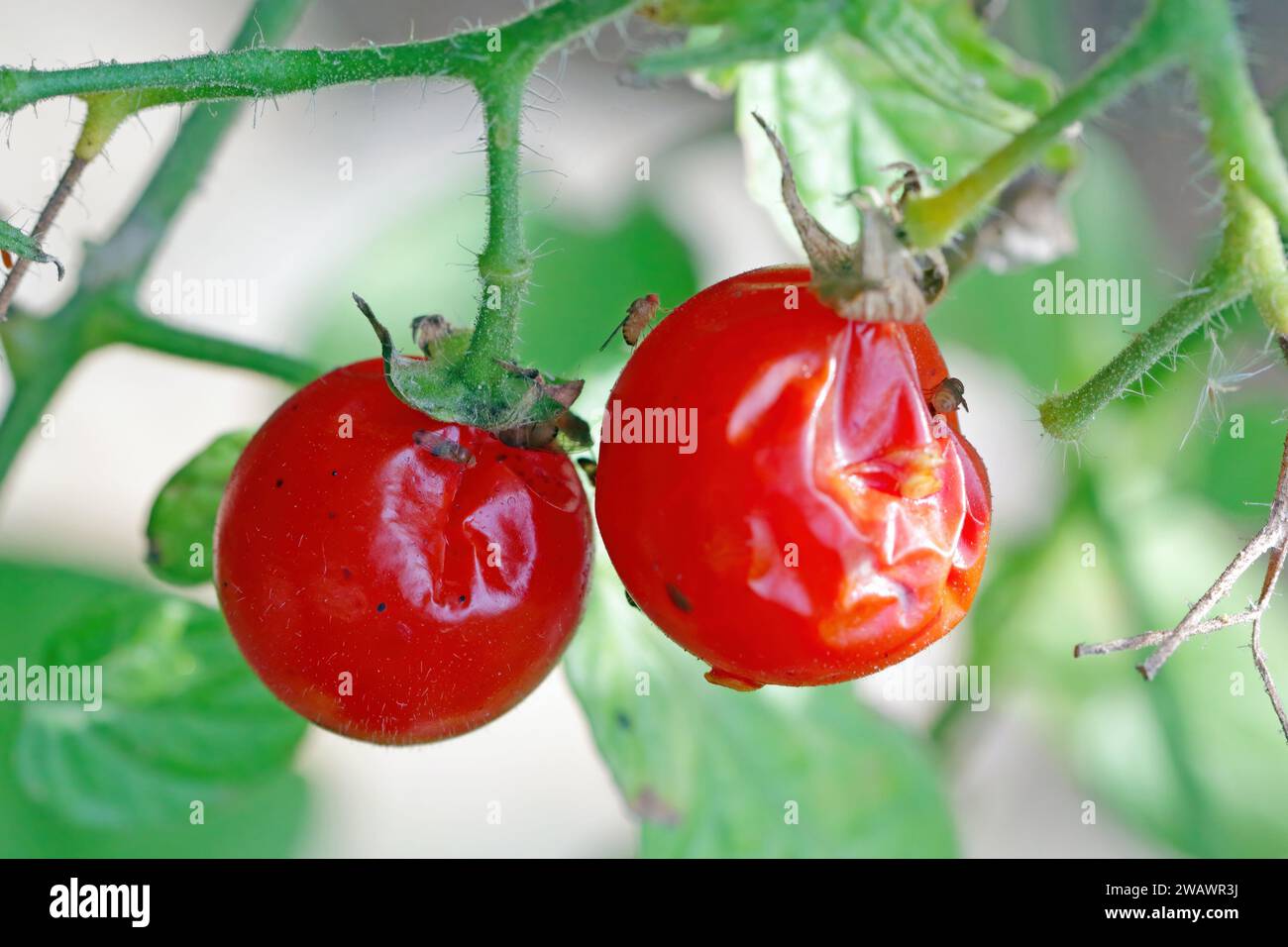 Cherry drosophila called also spotted-wing drosophila (Drosophila ...