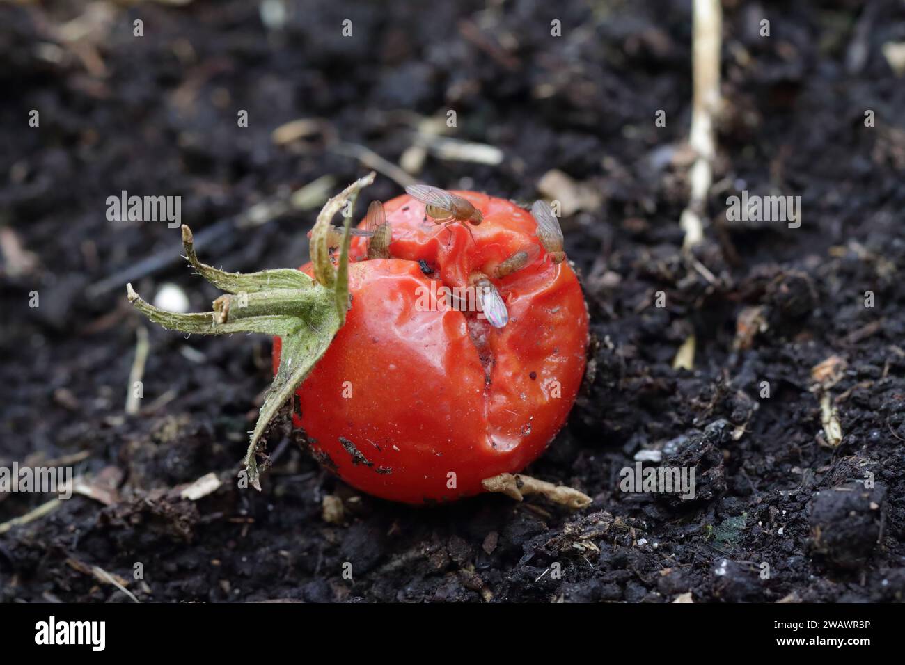 Cherry drosophila called also spotted-wing drosophila (Drosophila ...