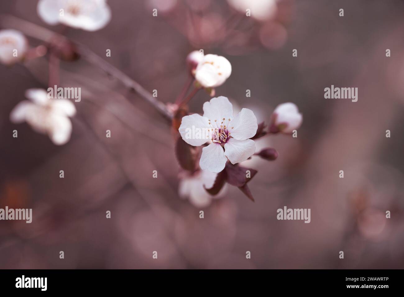 Branches of flowering sand cherry tree covered in white blossoms Stock ...