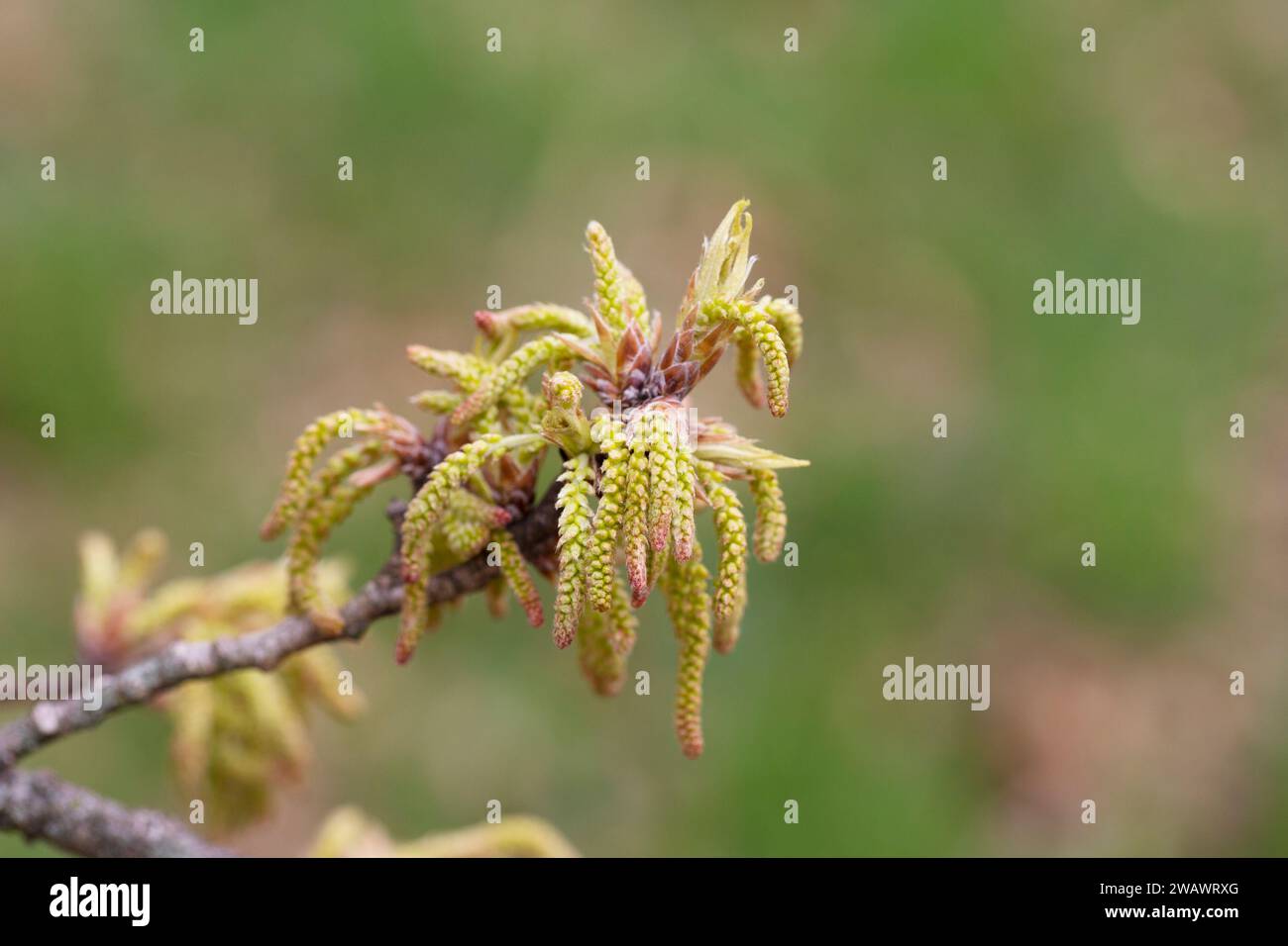 Quercus variabilis develops catkin inflorescence in the spring ...