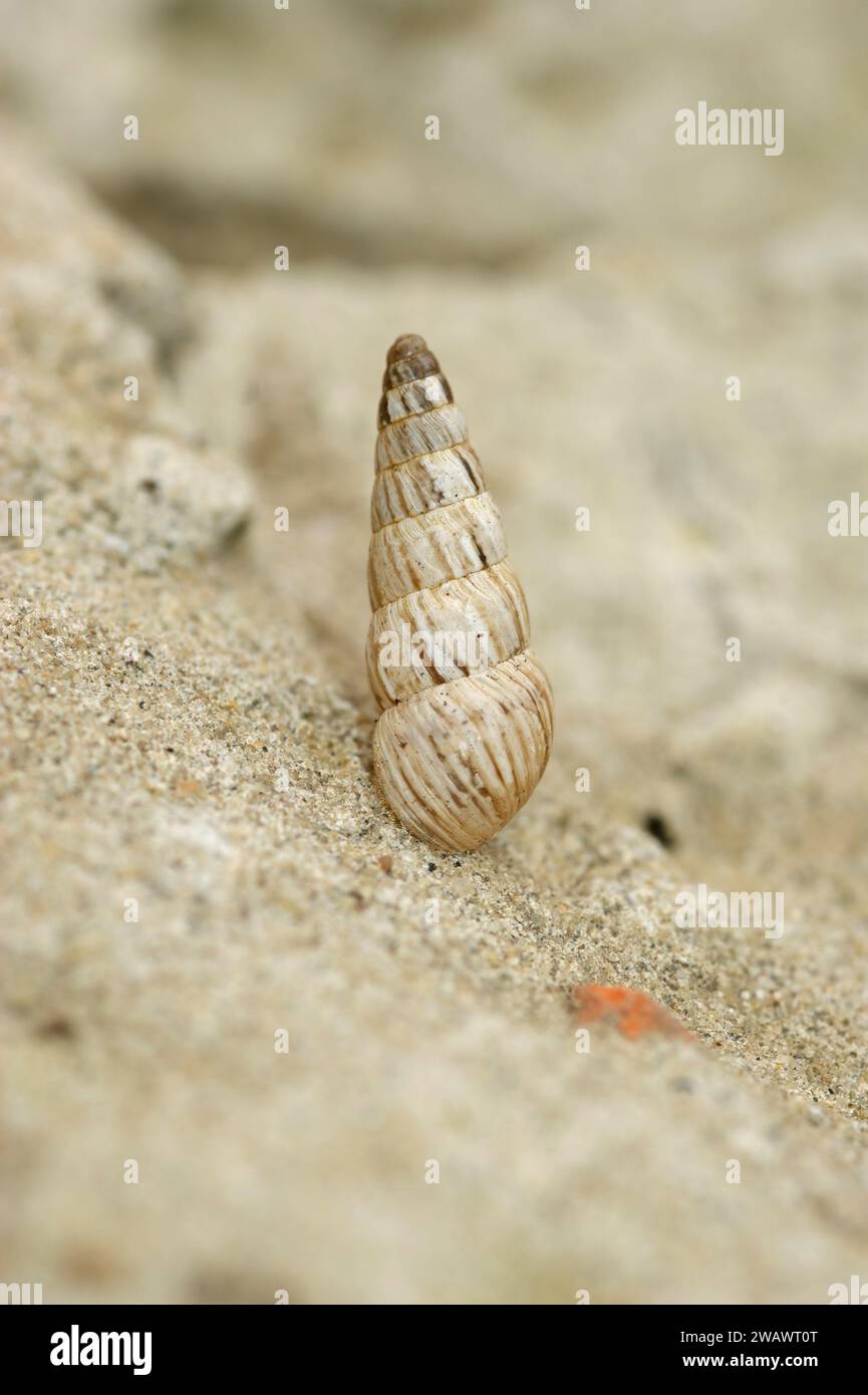 Pointed snail hi-res stock photography and images - Alamy