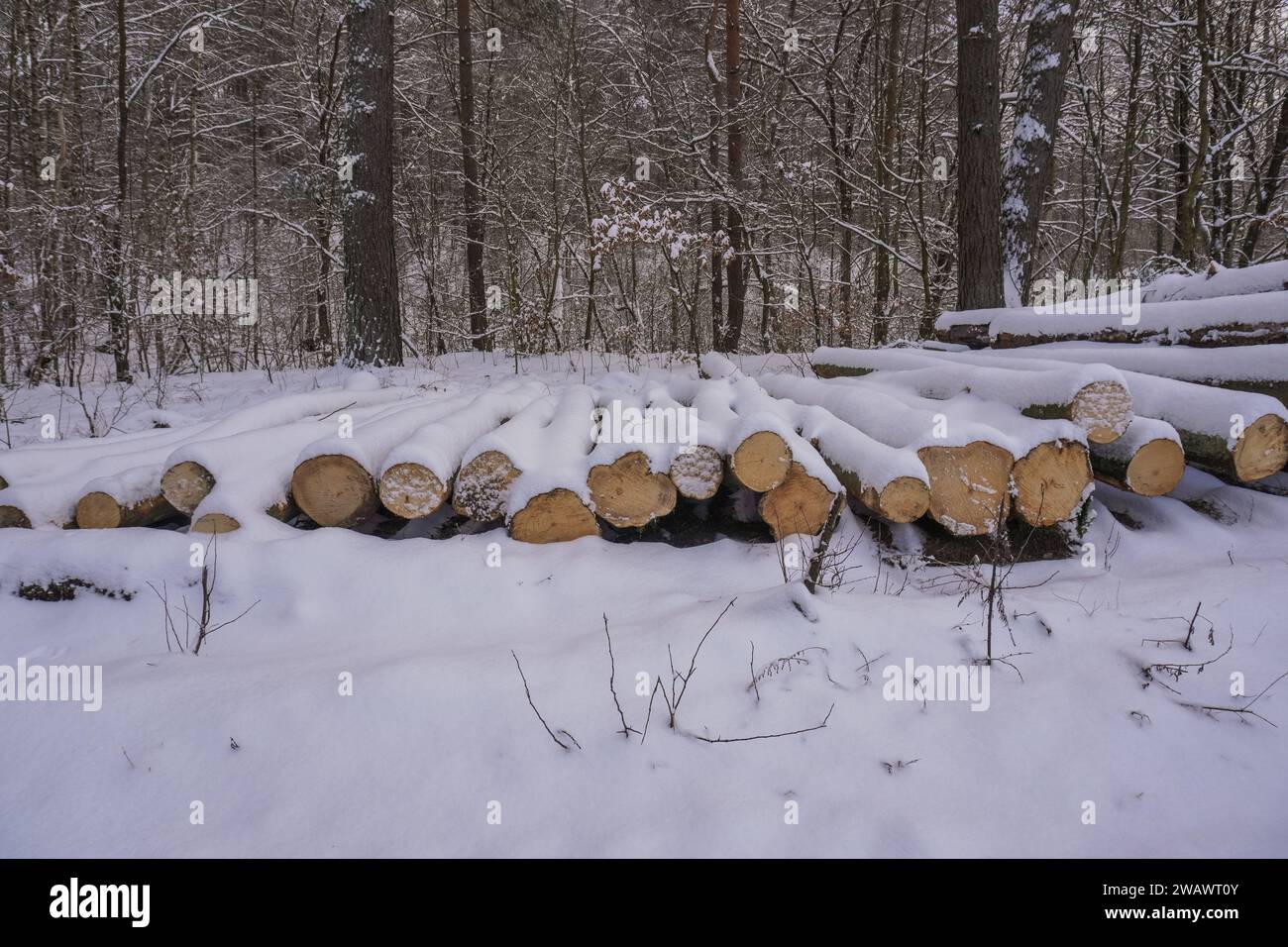 Otomin, Poland Jan. 6th, 2024 Cut down logs of wood in the place of ...