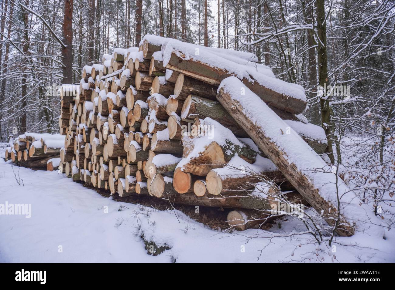 Otomin, Poland Jan. 6th, 2024 Cut down logs of wood in the place of ...
