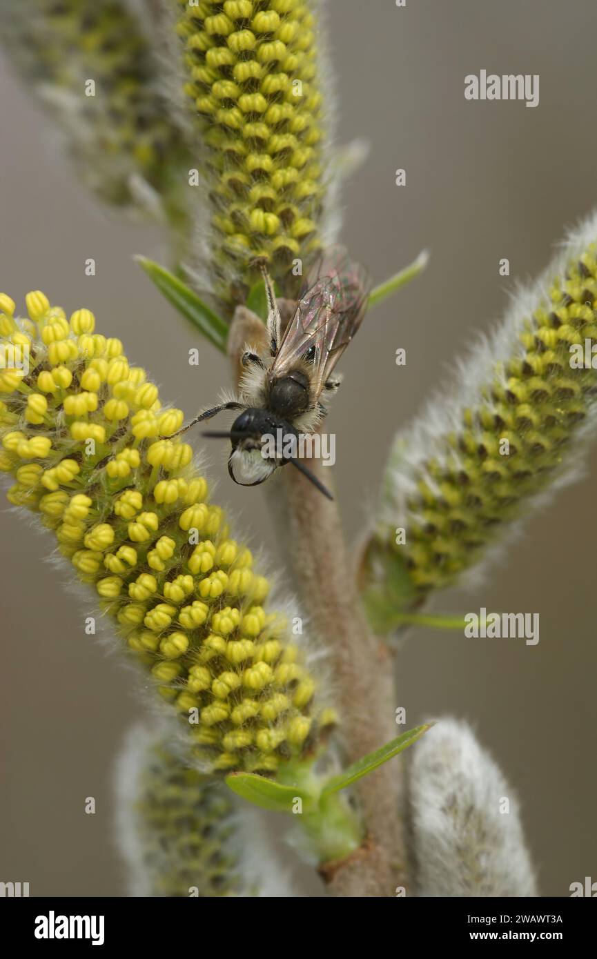 Natural vertical closeup on a male red-bellied minder solitary bee ...