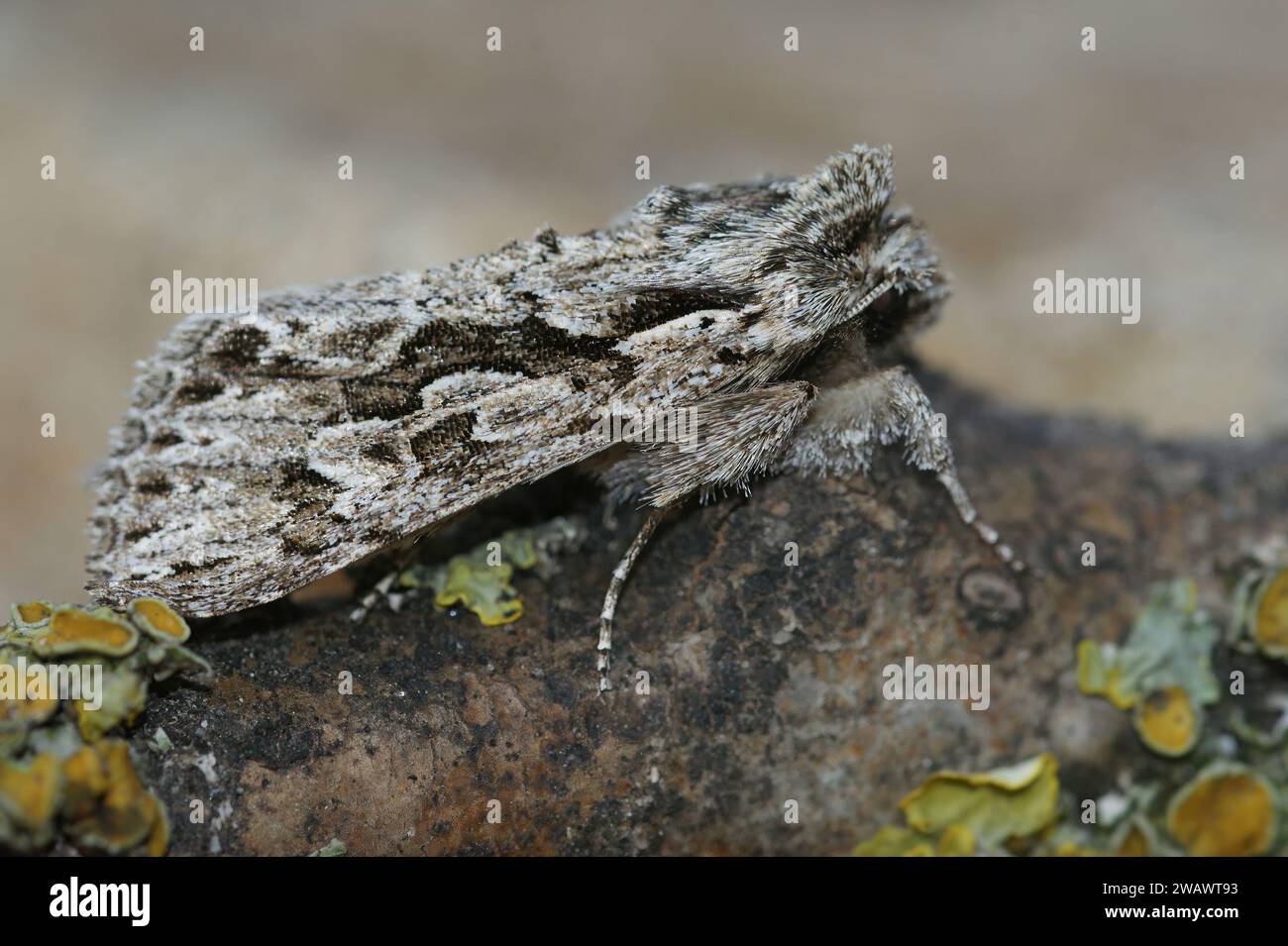 Detailed closeup on an Early Grey owlet moth, Xylocampa areola Stock ...