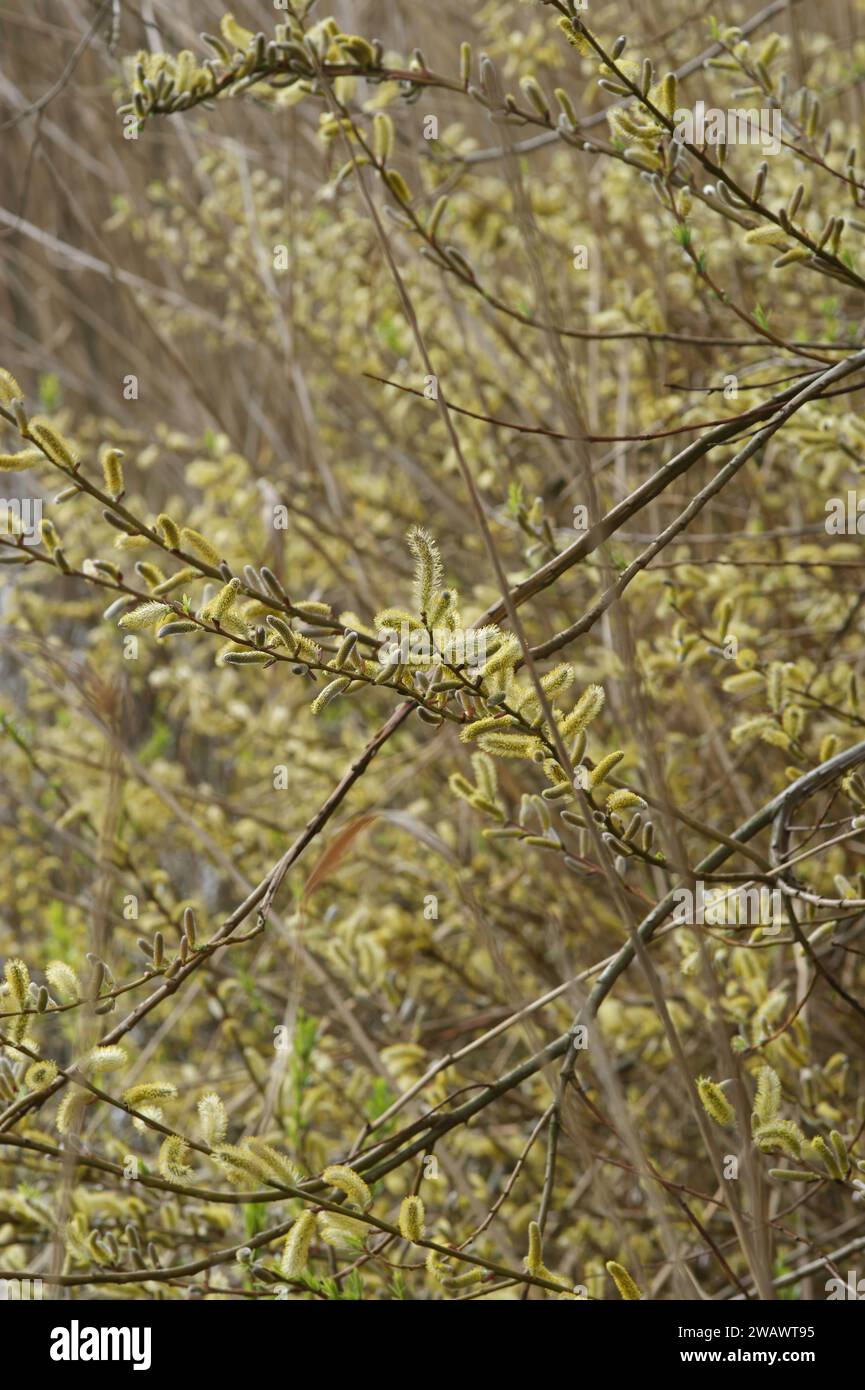 Natural vertical springtime seasonal shot on yellow blossoming male ...