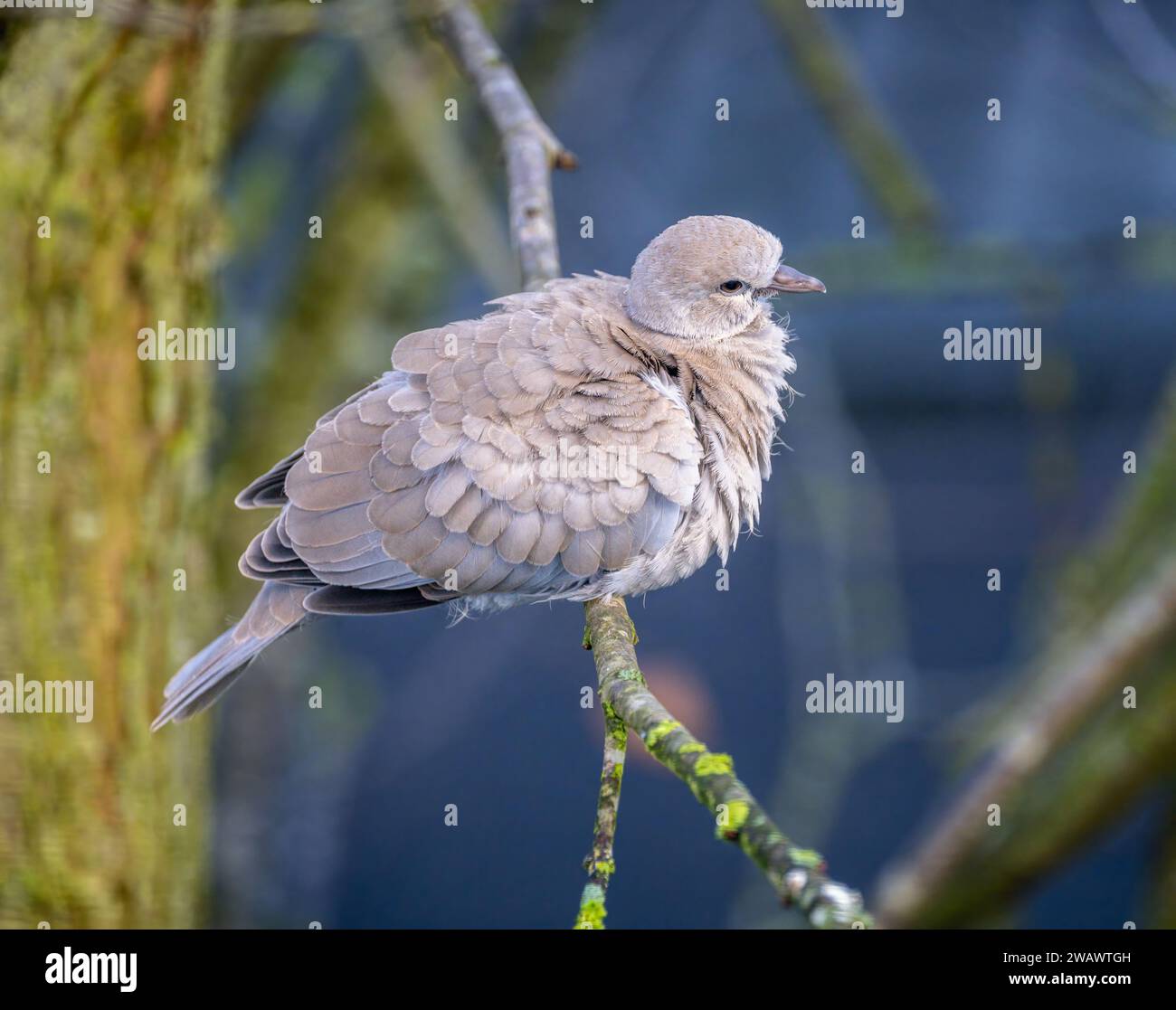 Closeup of a dove siting on the branch of a tree Stock Photo - Alamy