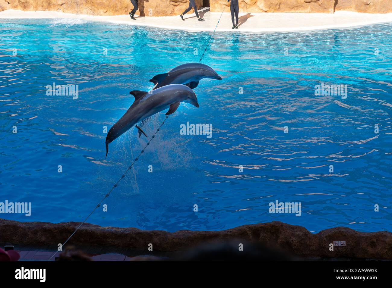 Dolphins aquarium vertical hi-res stock photography and images - Alamy