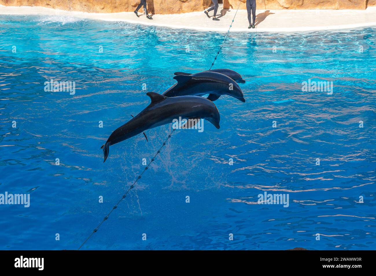Dolphins aquarium vertical hi-res stock photography and images - Alamy