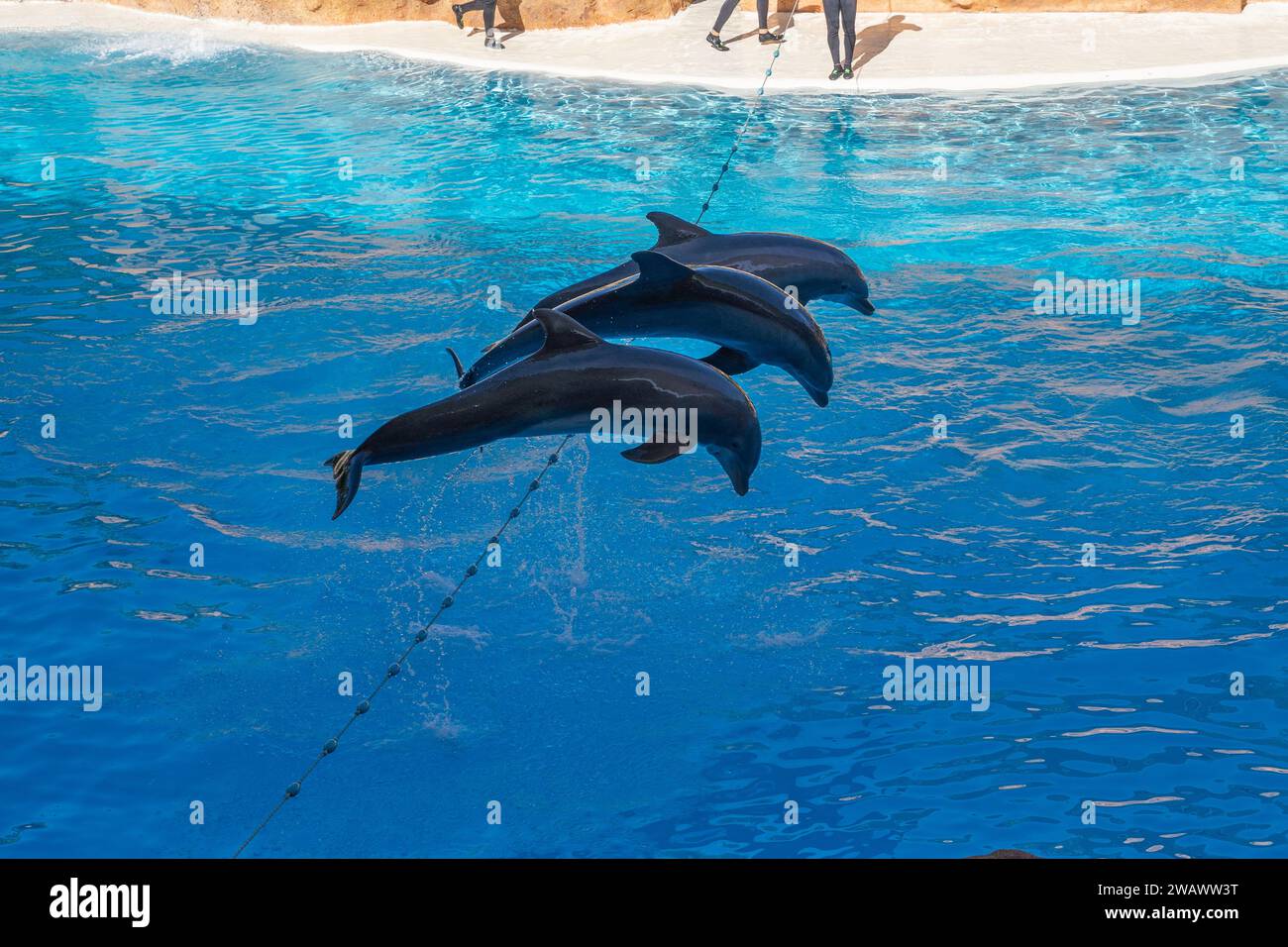 Bottlenose dolphins jumping out of water Stock Photo - Alamy