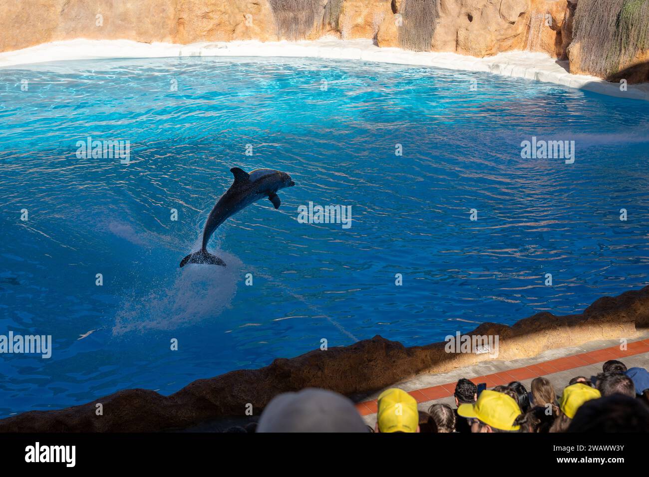 Dolphins aquarium vertical hi-res stock photography and images - Alamy