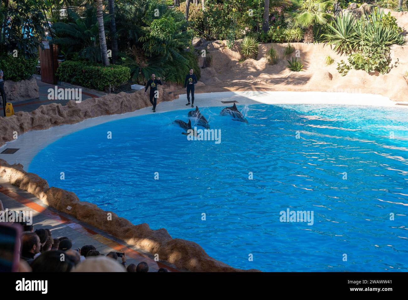 Puerto de la Cruz, Tenerife, Spain - 08.12.2023: Bottlenose dolphins ...