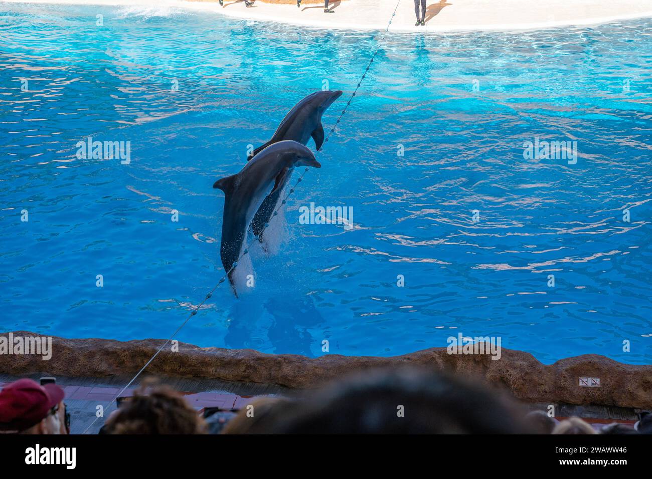 Dolphins aquarium vertical hi-res stock photography and images - Alamy
