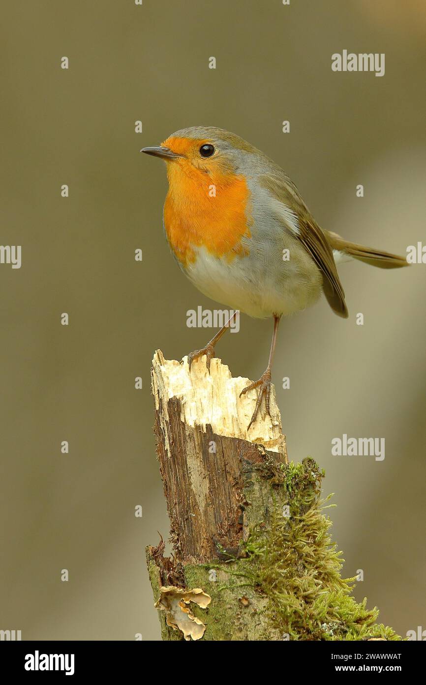European robin (Erithacus rubecula), sitting on a moss-covered old tree ...