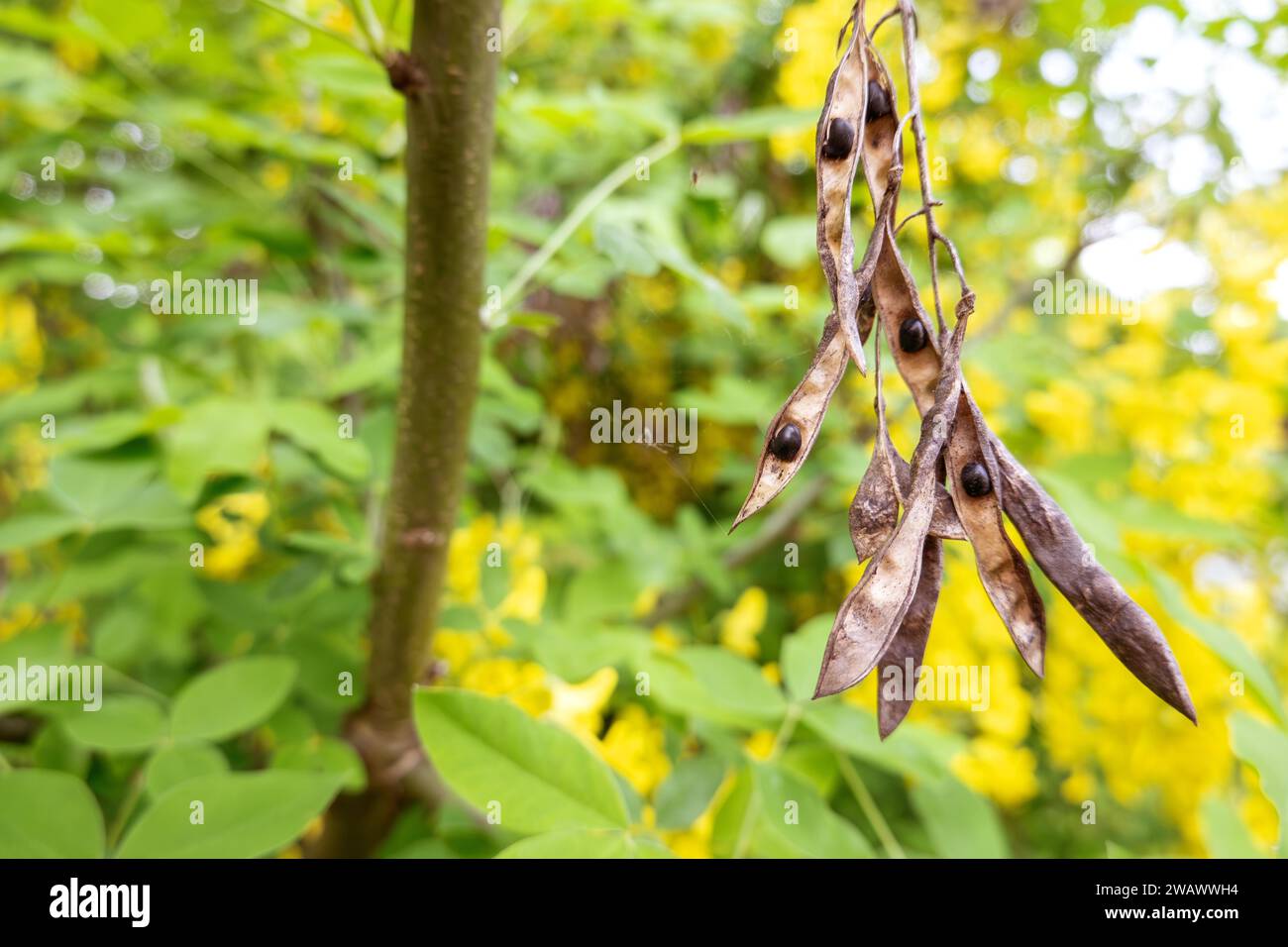 Golden rain (Laburnum anagyroides), dried fruits with seeds, Velbert ...