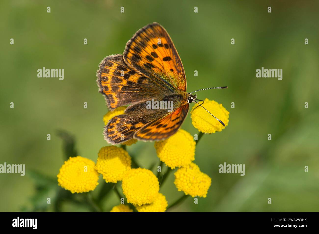 Female of the scarce copper (Lycaena virgaureae) from the blue ...
