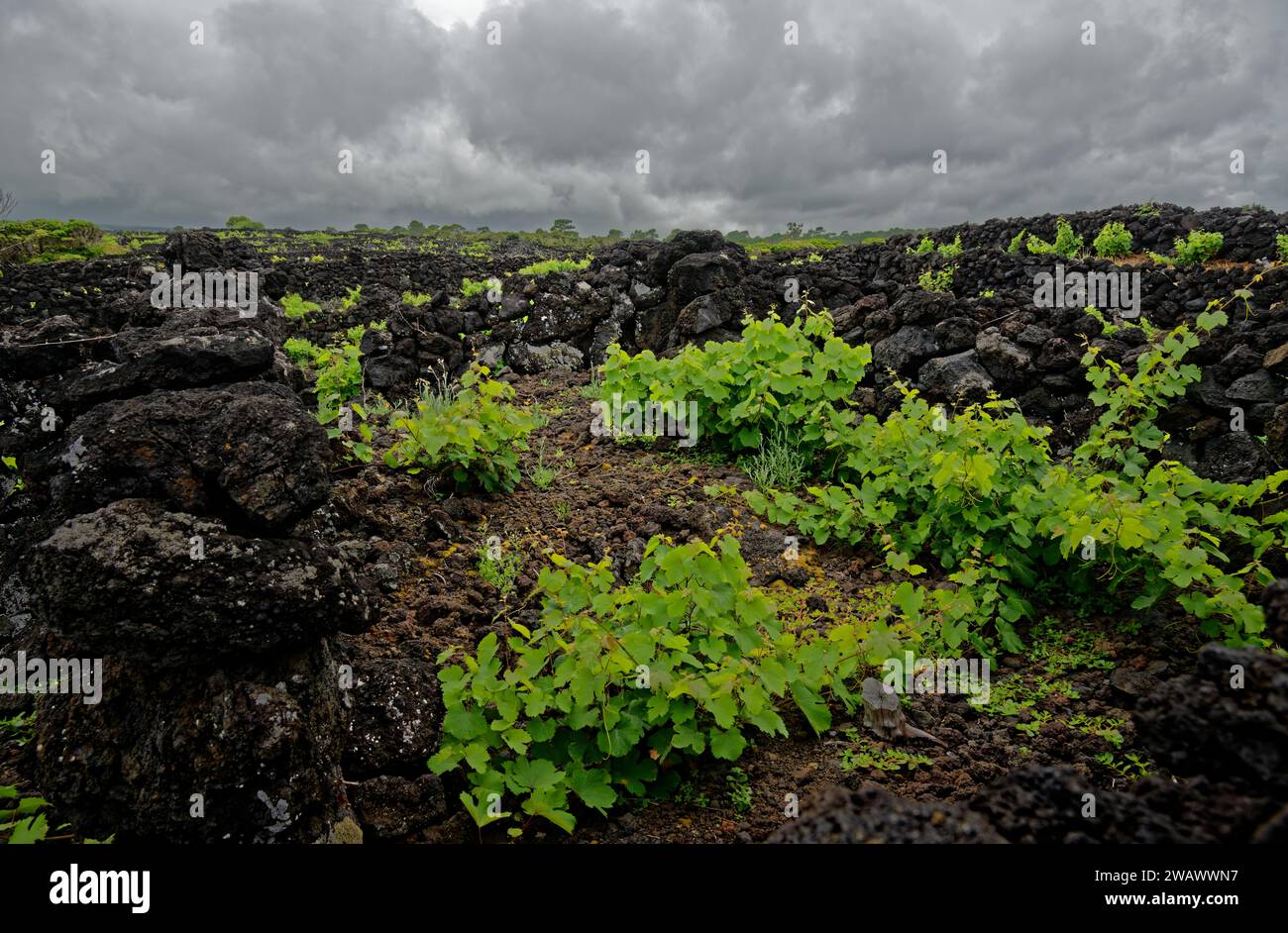 Young green vine growing in a field of black lava rocks under an ...