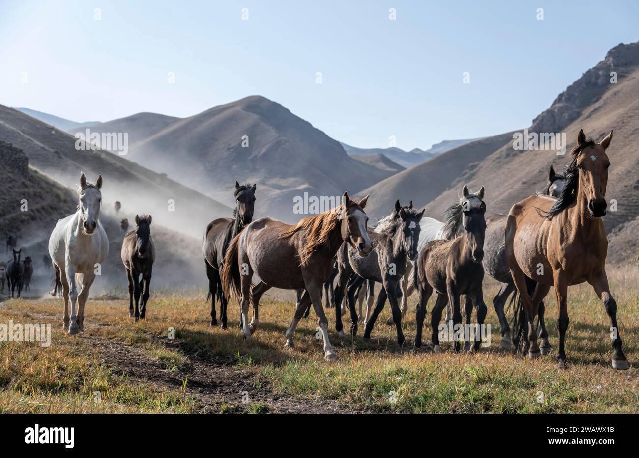Herd of horses galloping over a hill, mountains behind, Kyrgyzstan ...