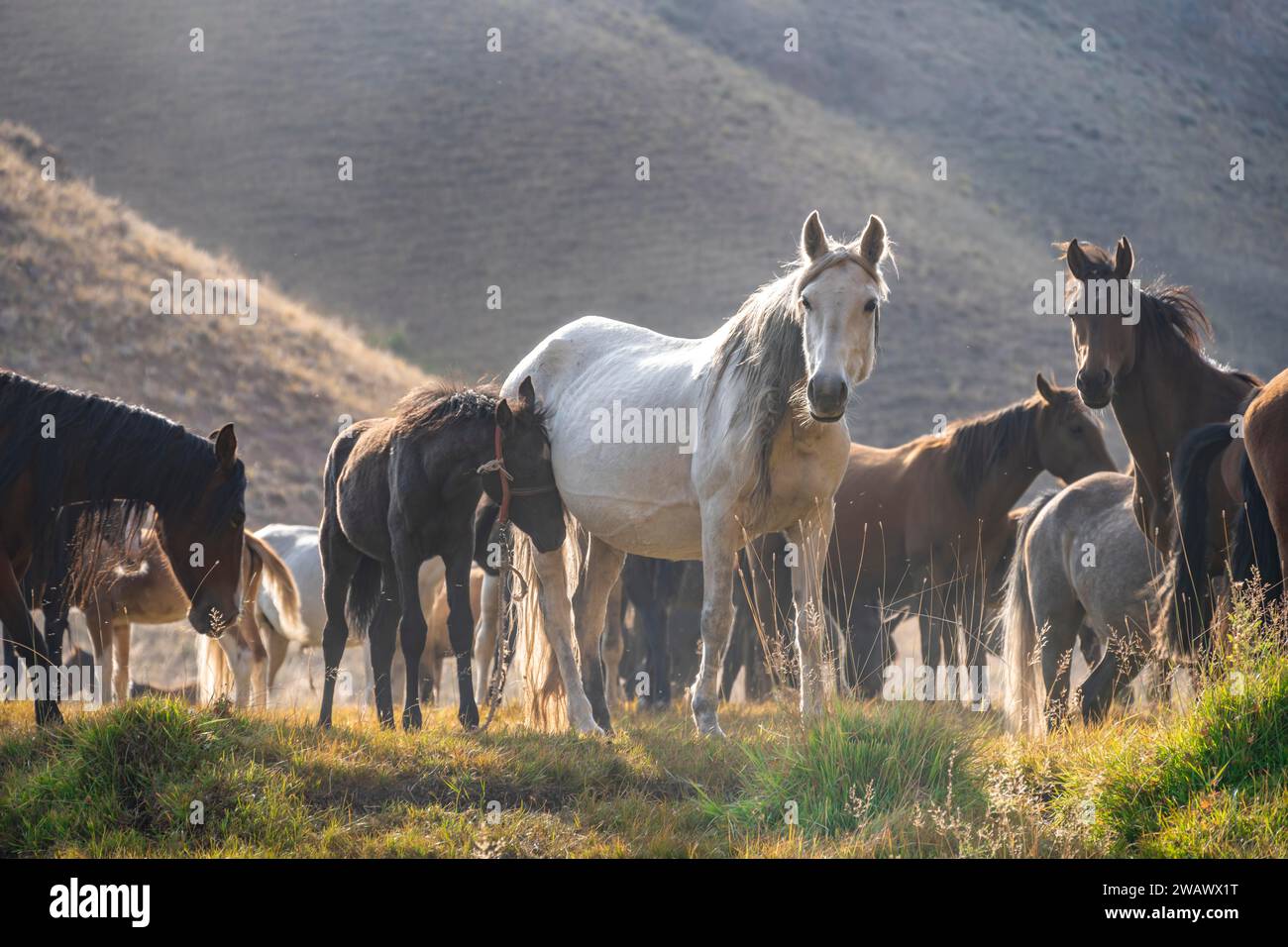 Gregarious herd hi-res stock photography and images - Alamy