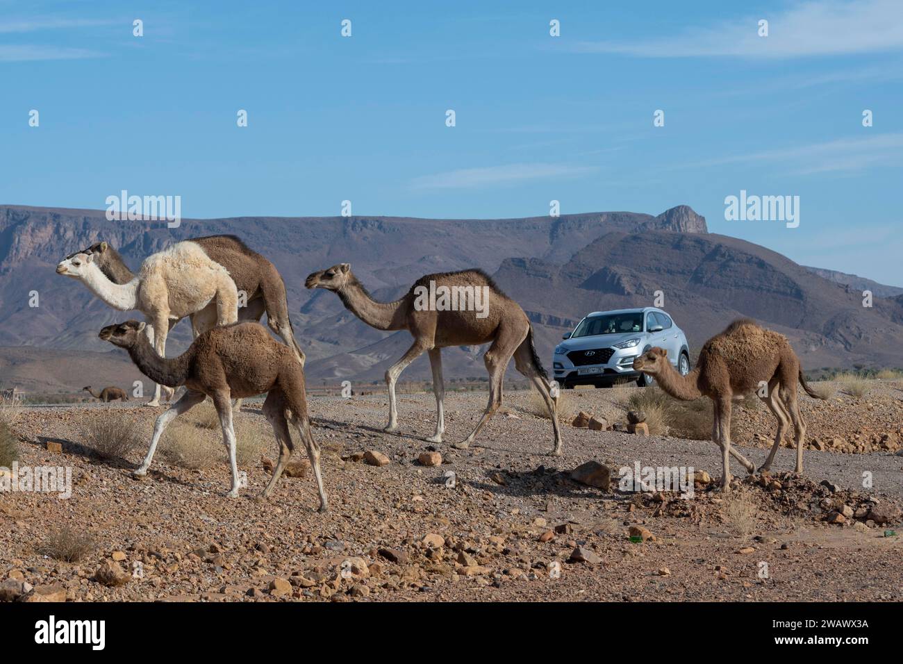 Camelus dromedarius and car hi-res stock photography and images - Alamy